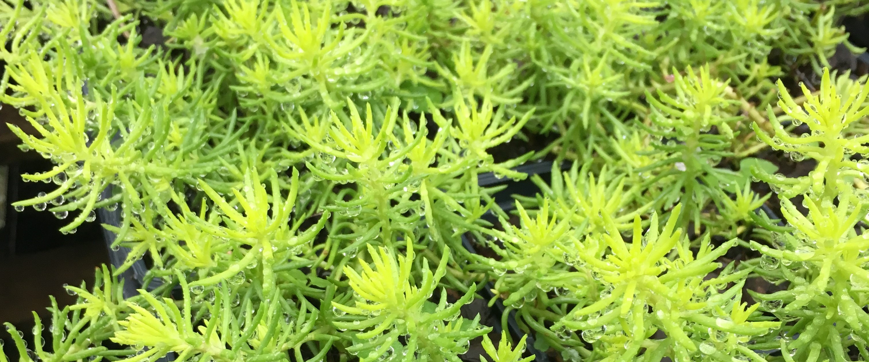 daylilynursery: Angelina Sedum Plant Facts