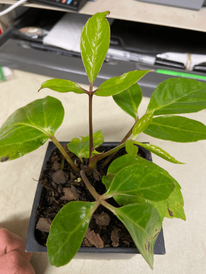 daylilynursery: Alpine Schefflera ‘Junior’ Umbrella Tree Cleans your ...