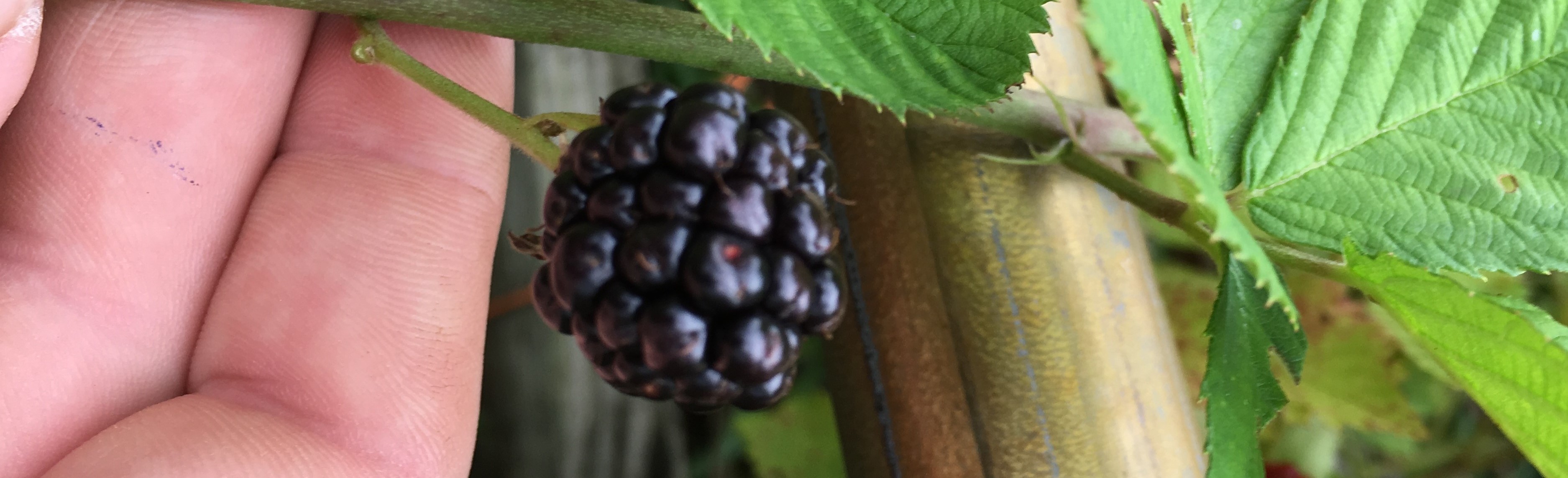 daylilynursery: Triple Crown Thornless Blackberry Plants Plant Facts