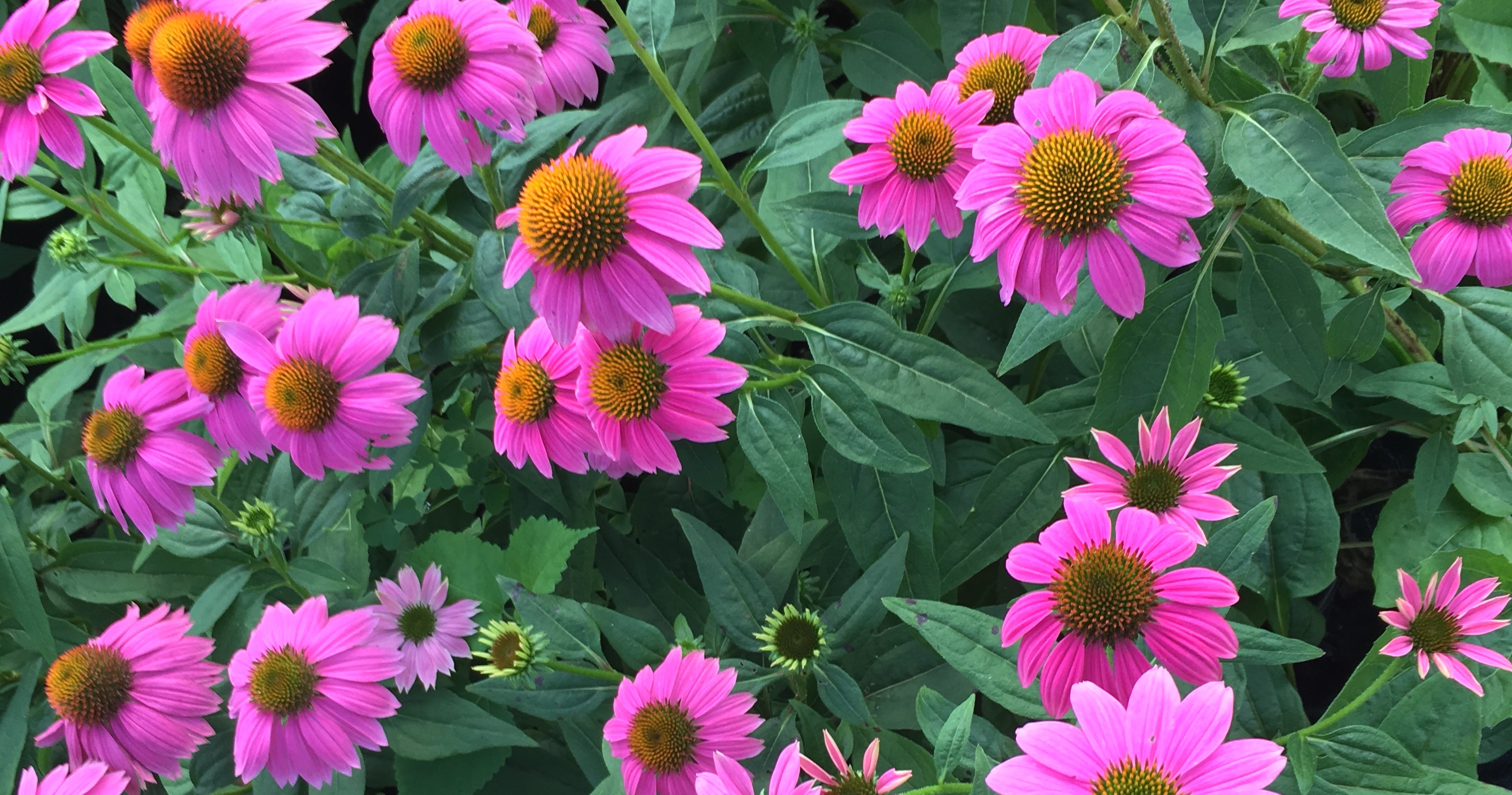 daylilynursery: Coneflower ‘Echinacea’ Plant Facts