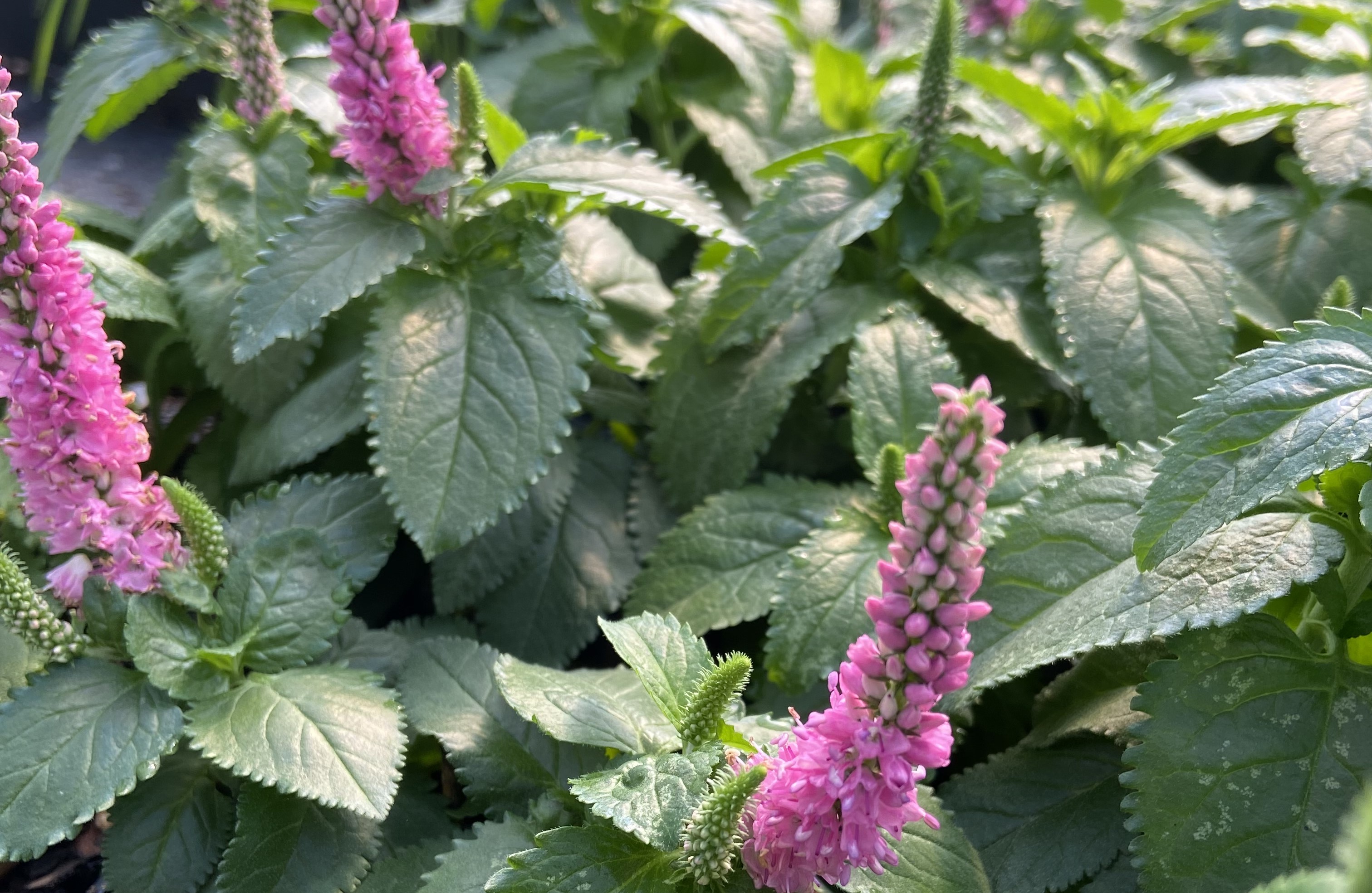 daylilynursery: Veronica First Love Plant Facts