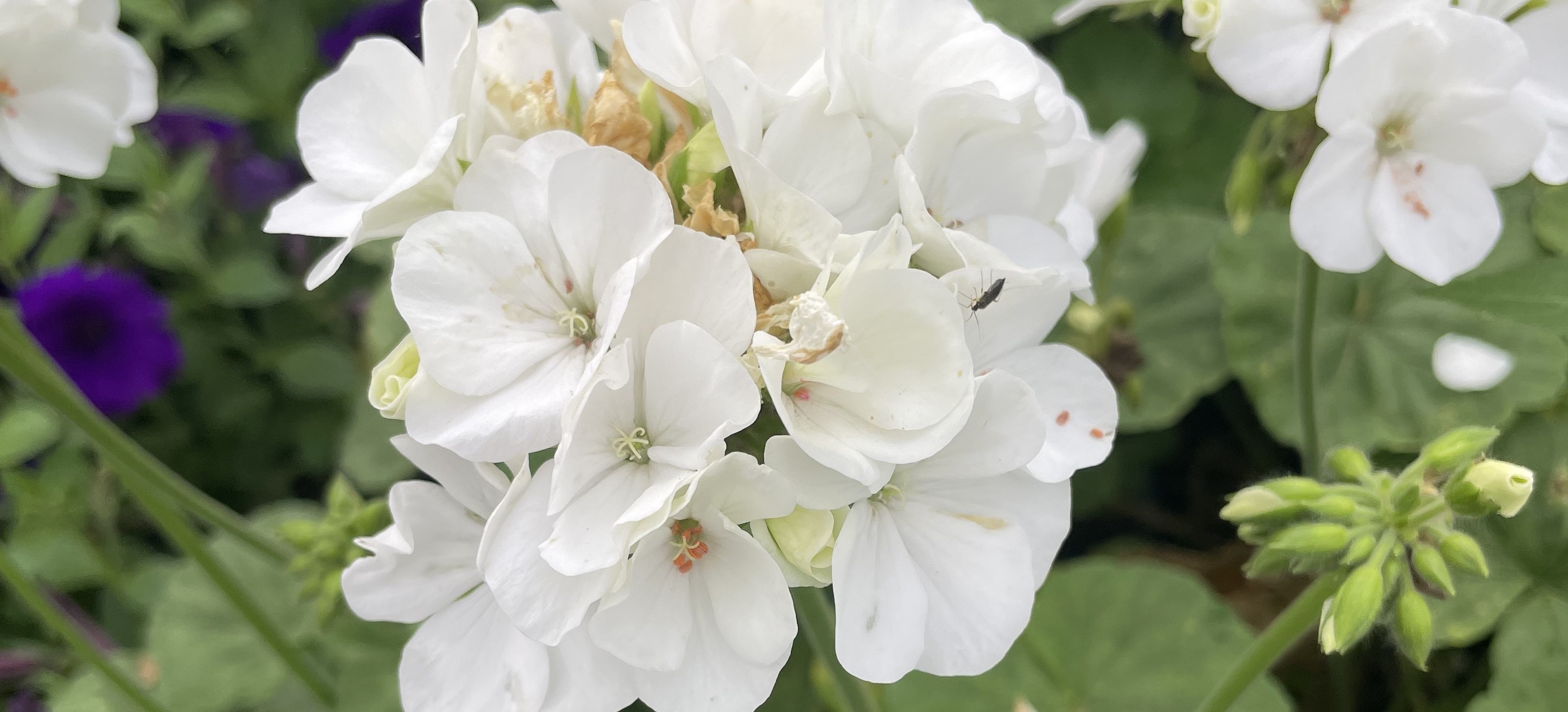 daylilynursery: White Geranium Plant Facts