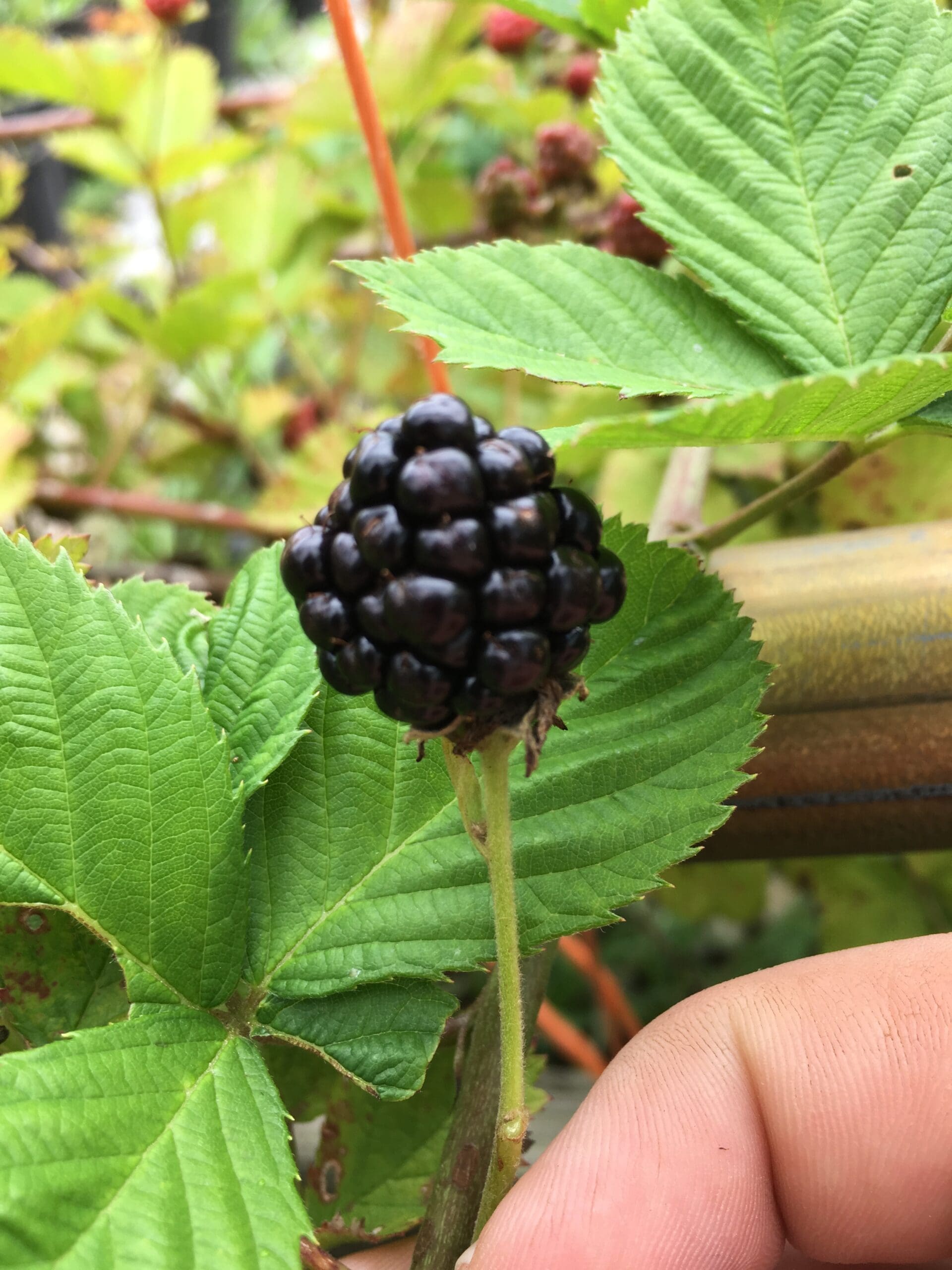 daylilynursery: Triple Crown Thornless Blackberry Plants-Produce Sweet ...