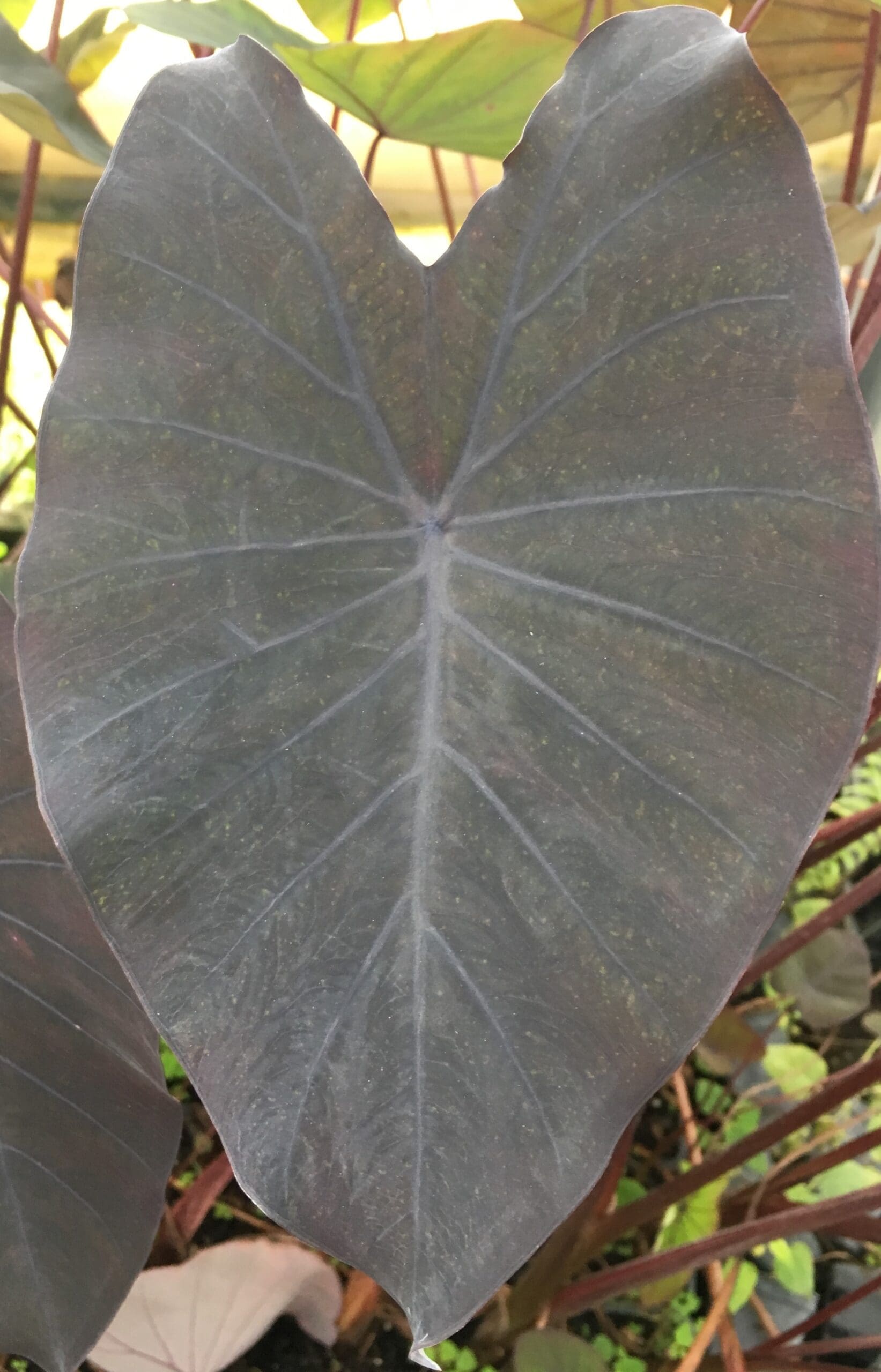 daylilynursery: Black Magic Elephant Ears – 4 Inch Containers