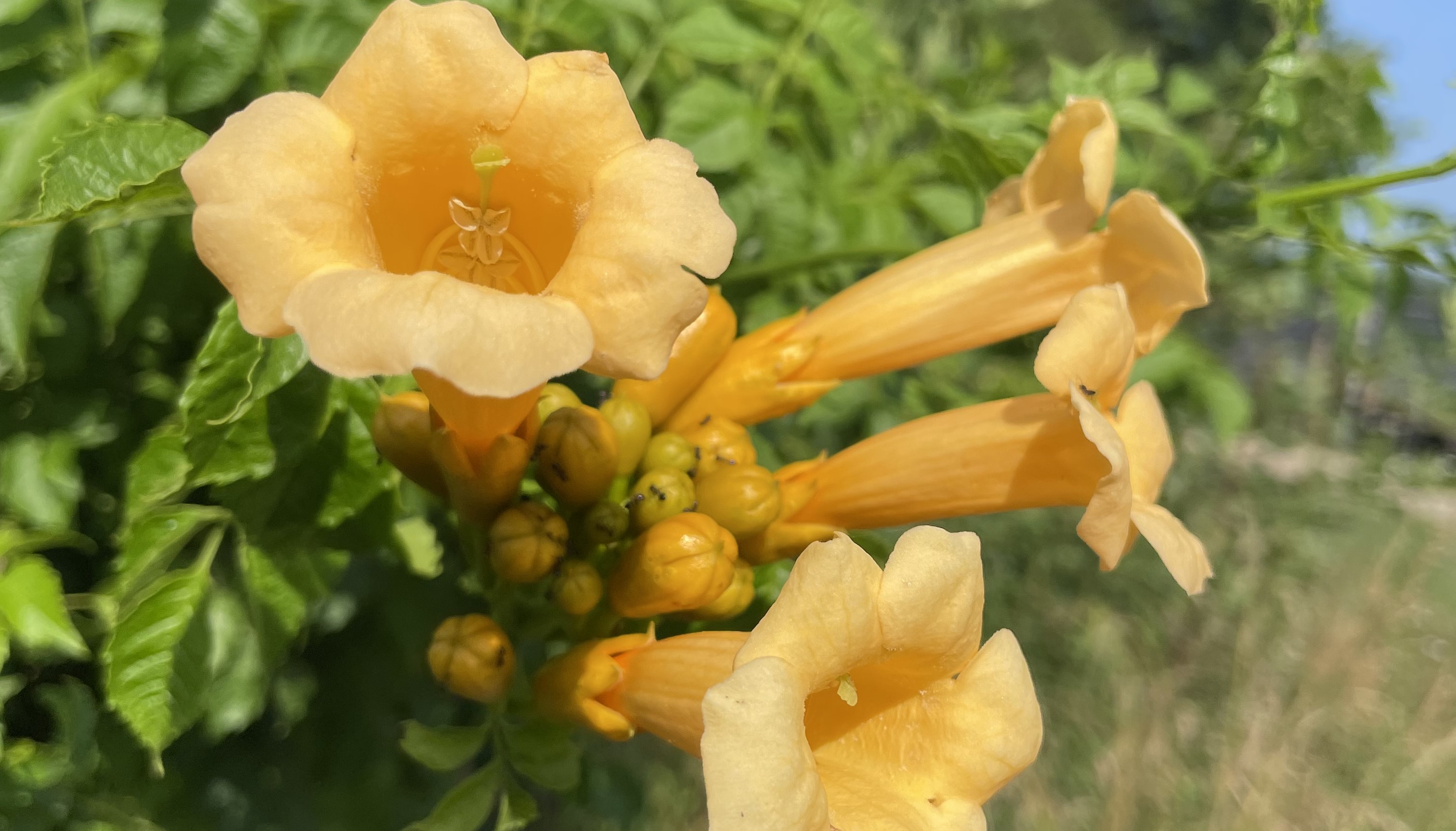 daylilynursery: Yellow Trumpet Vine Plant Facts
