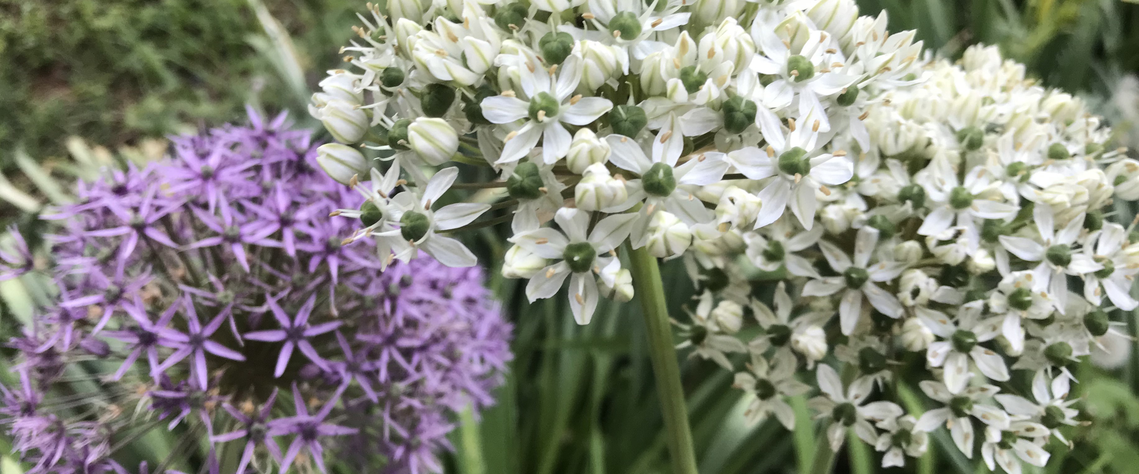 daylilynursery: Allium Plant Facts