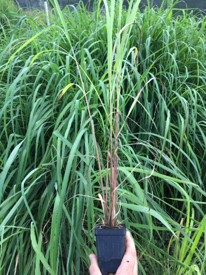 Citronella Grass