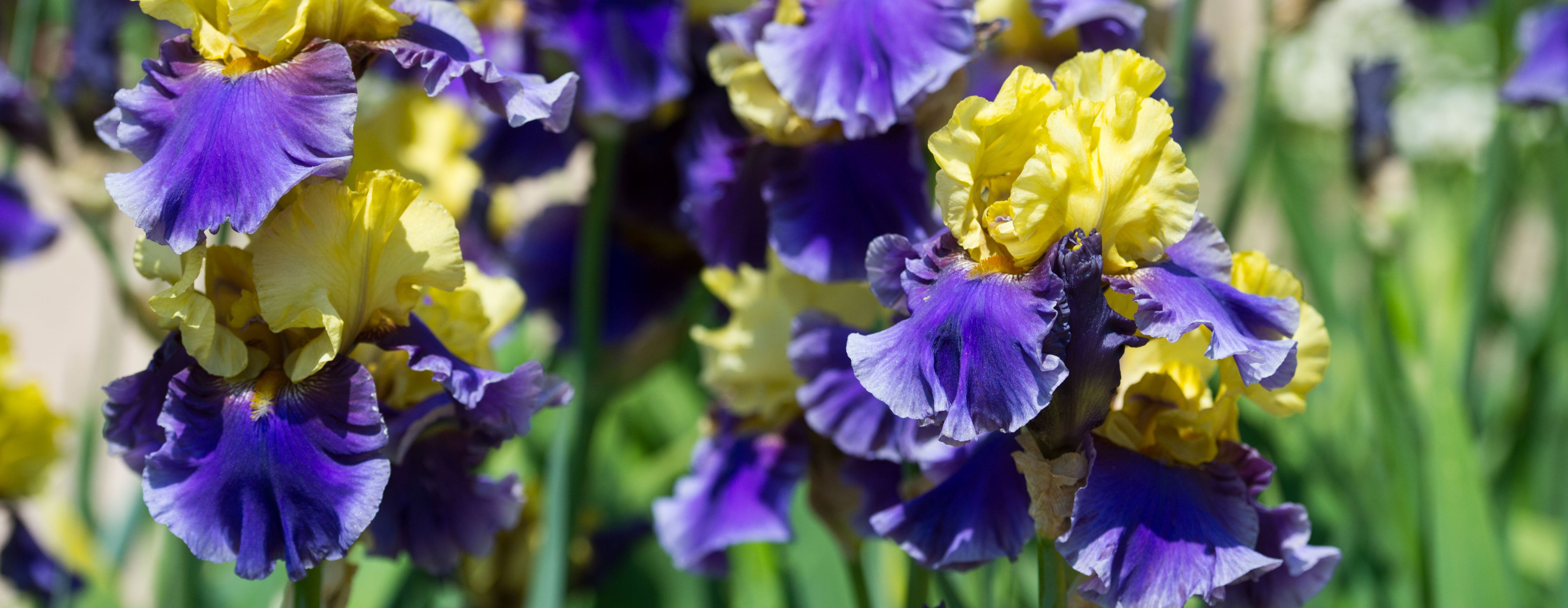 daylilynursery: German Iris Plant Facts