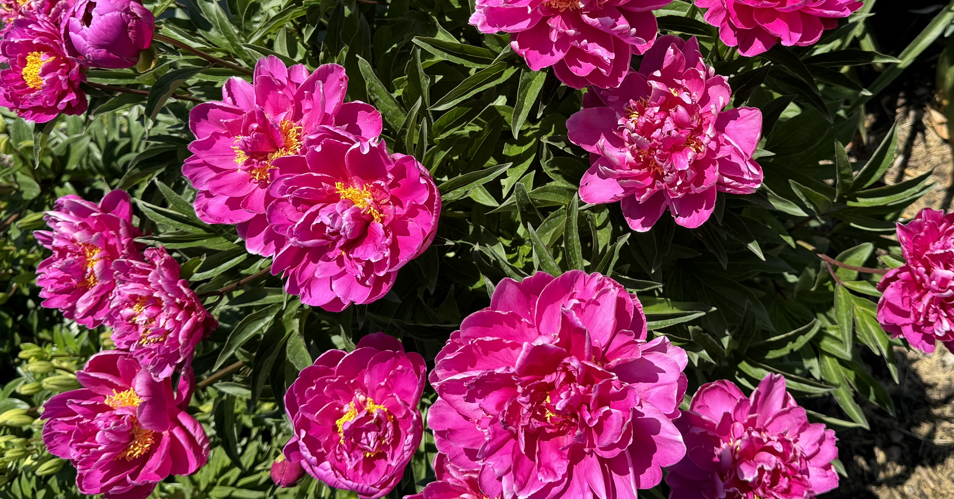 daylilynursery: Peony Bareroot Plant Facts
