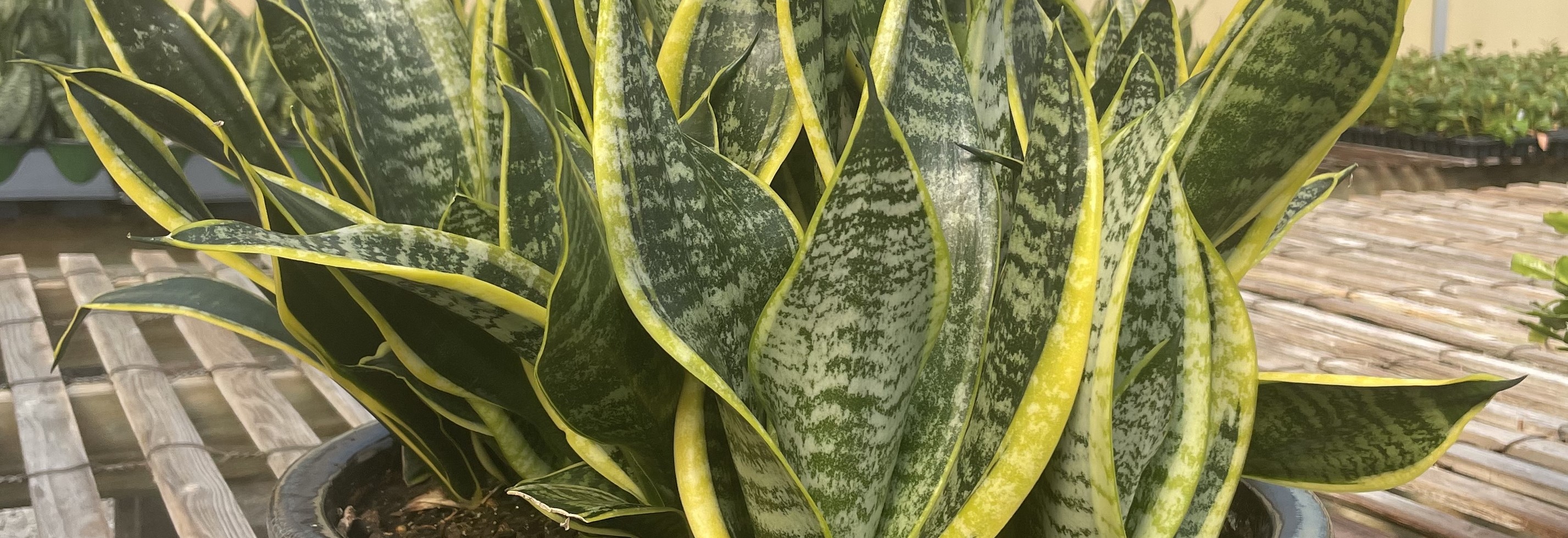 daylilynursery: Snake Plant Facts