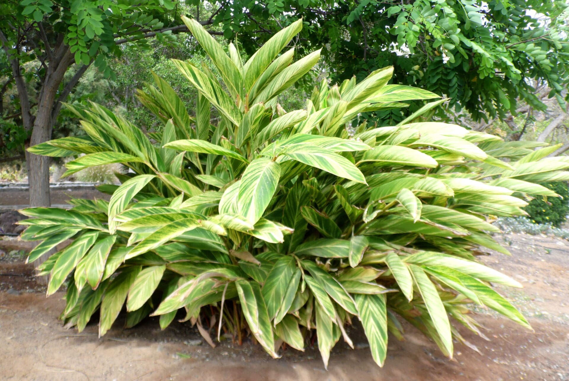 daylilynursery: Variegated Shell Ginger Plant Facts
