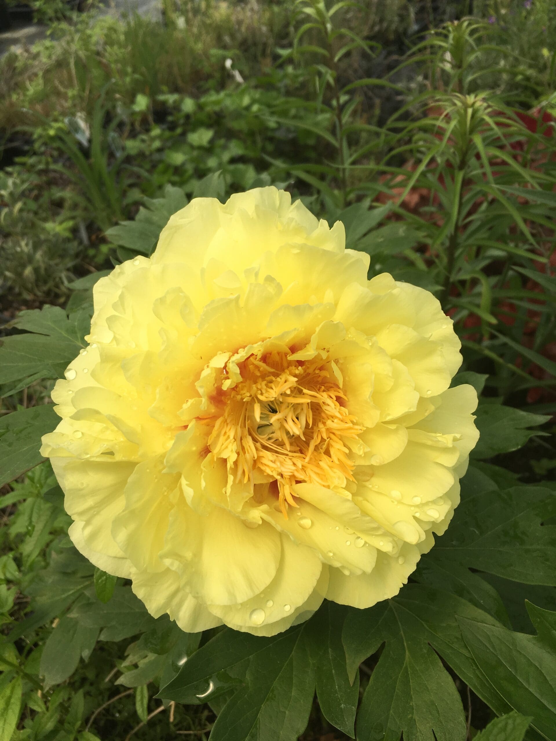 daylilynursery: Peony Plant Facts