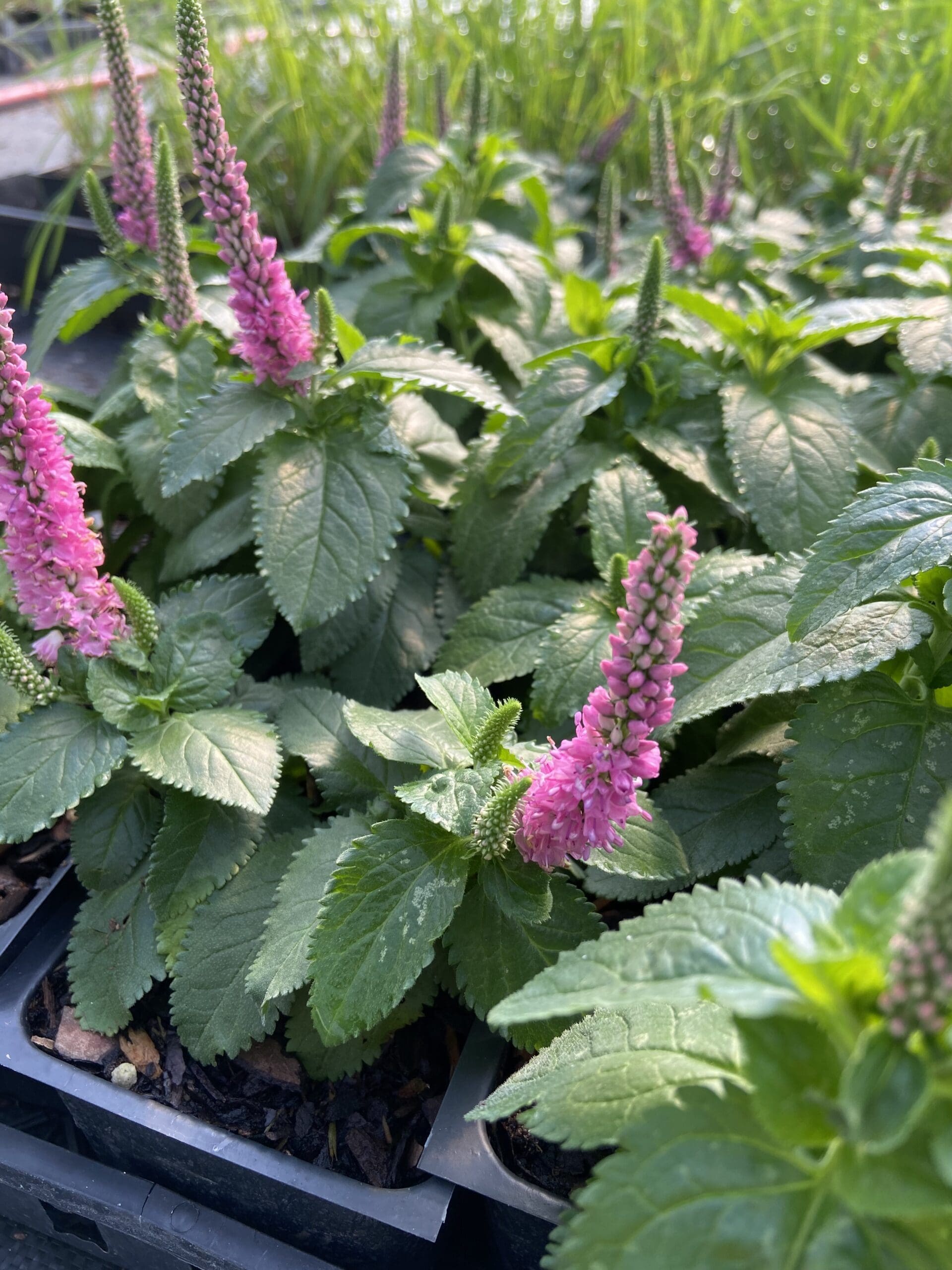 daylilynursery: Veronica First Love Plant Facts