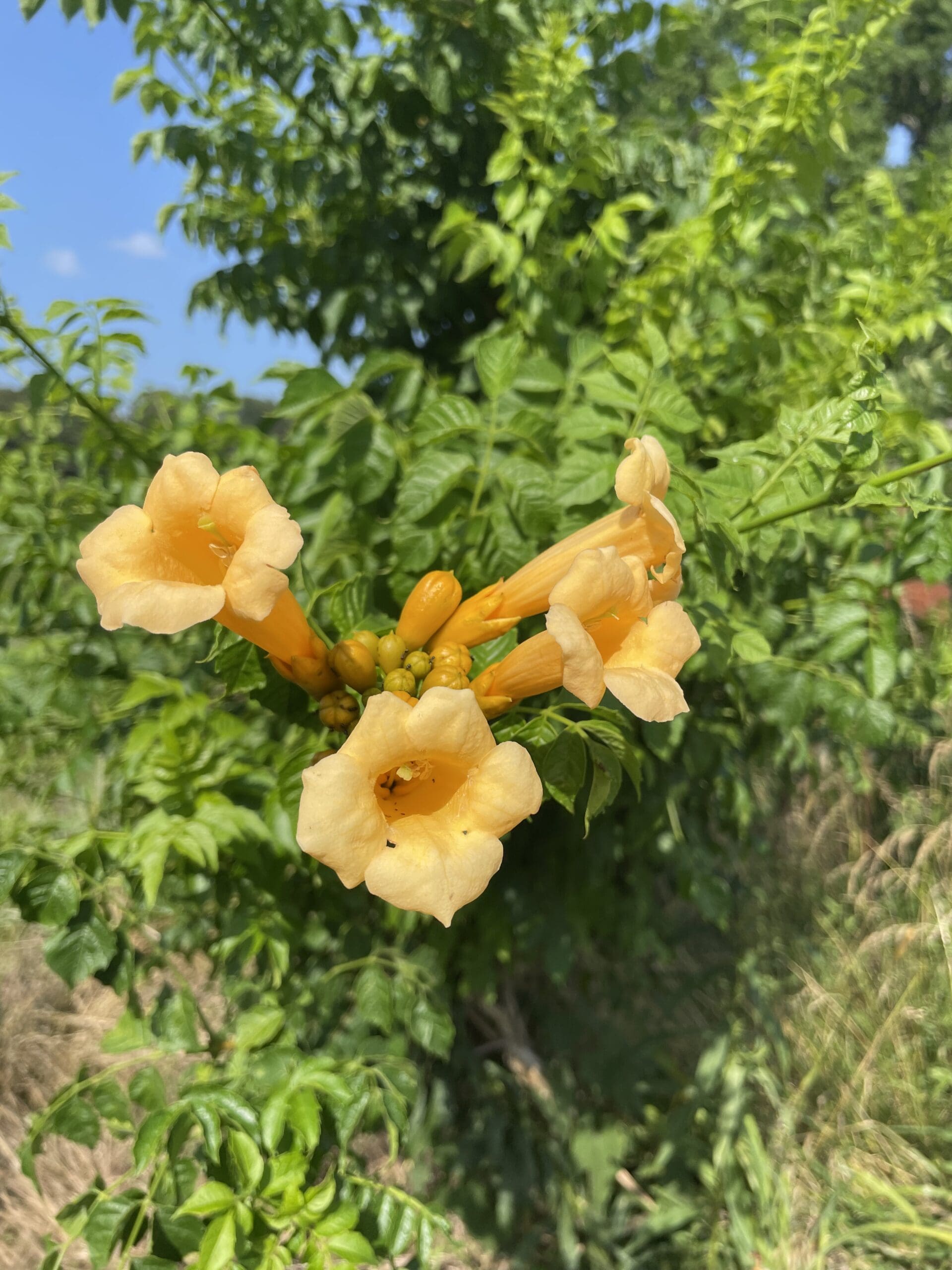 daylilynursery: Yellow Trumpet Vine Plant Facts