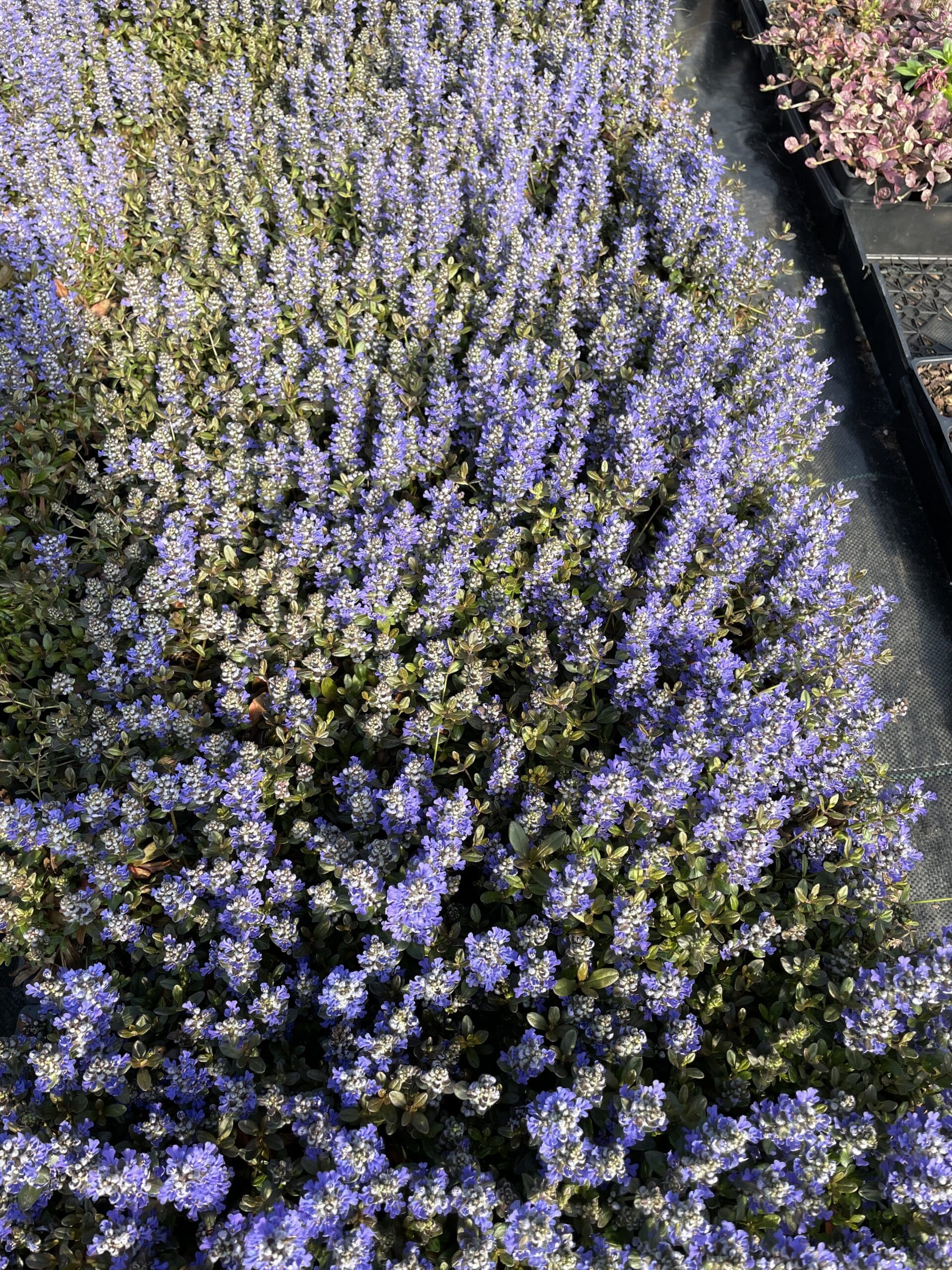 daylilynursery: Ajuga Plant Facts